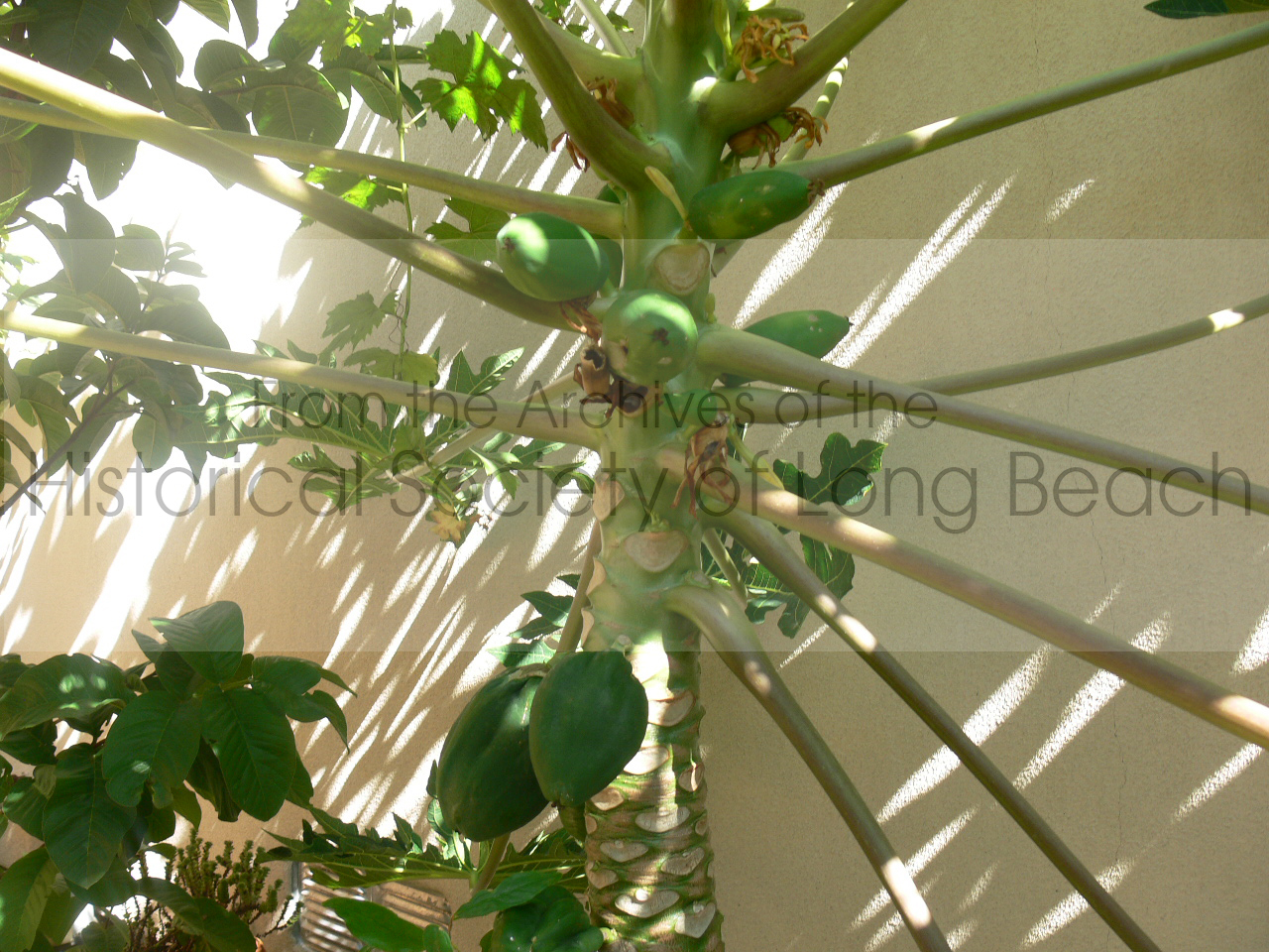 Papaya Plant - Historical Society of Long Beach